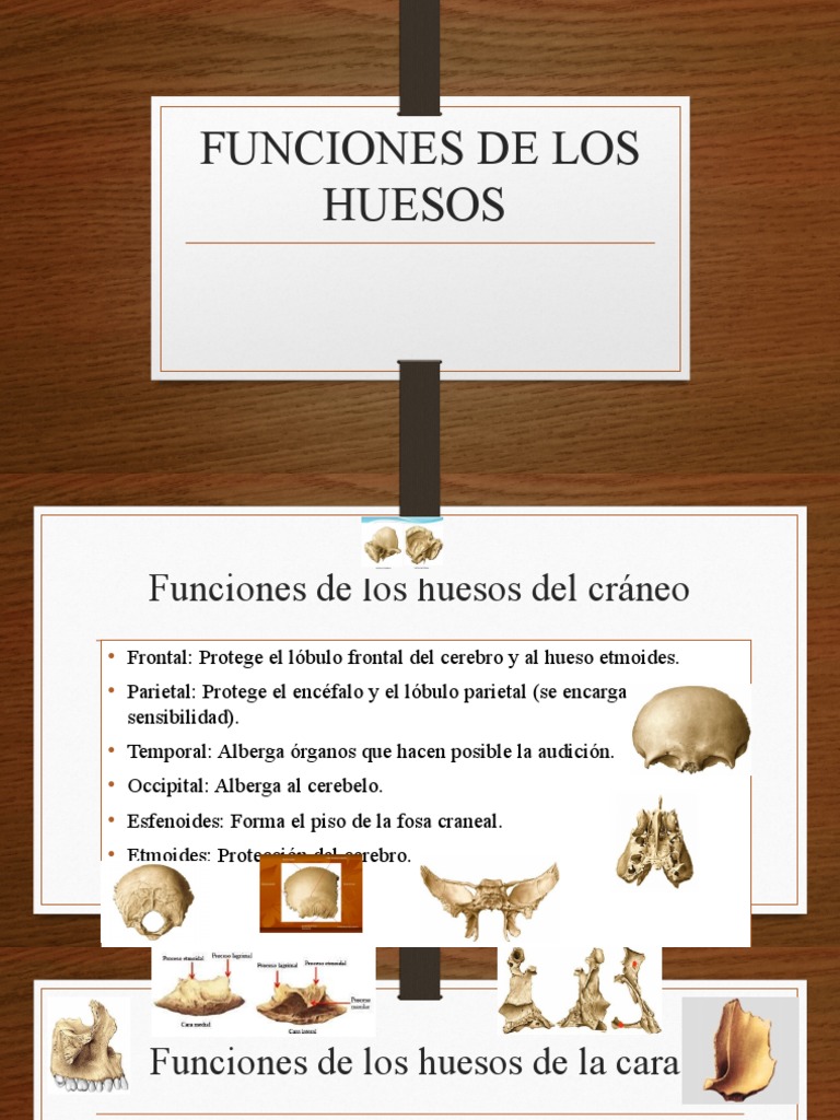 Funciones De Los Huesos Pdf