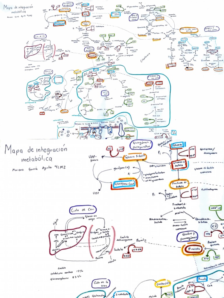 Mapa de Integración Metabólica. | PDF