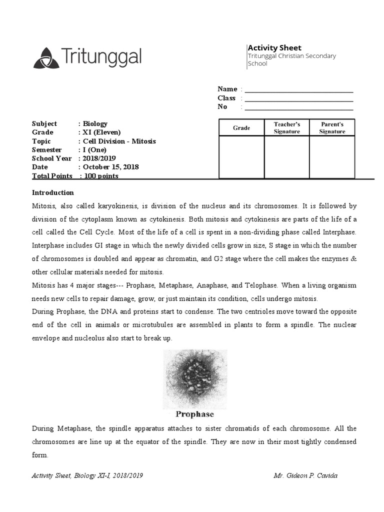 Cell Division Mitosis | PDF | Mitosis | Cell Biology