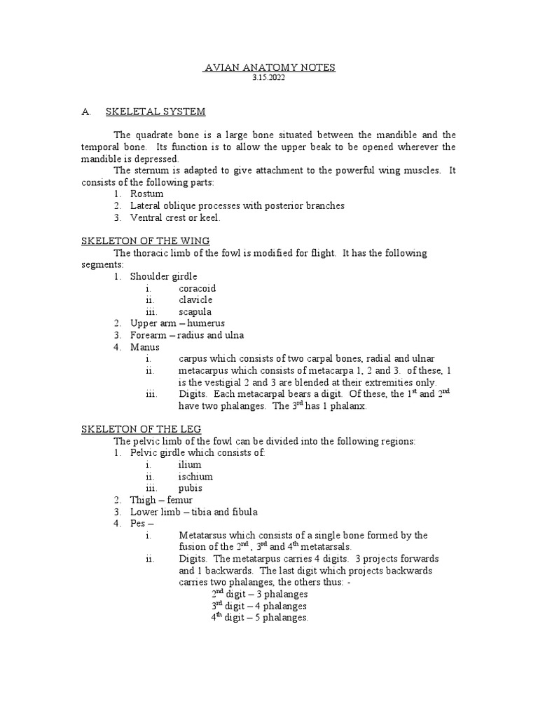 Avian Anatomy Notes | PDF | Human Leg | Human Anatomy