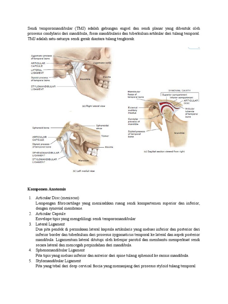 Anatomi TMJ | PDF