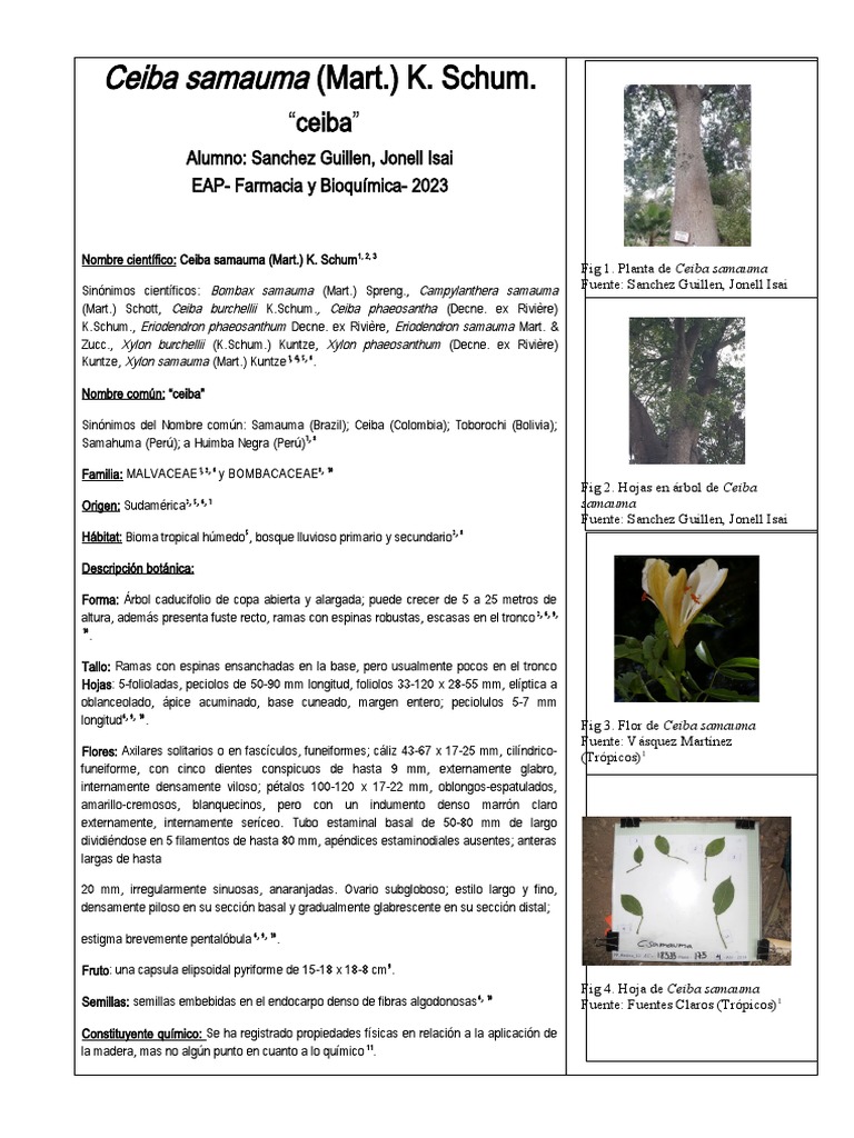 MANGO | PDF | Botánica | Plantas