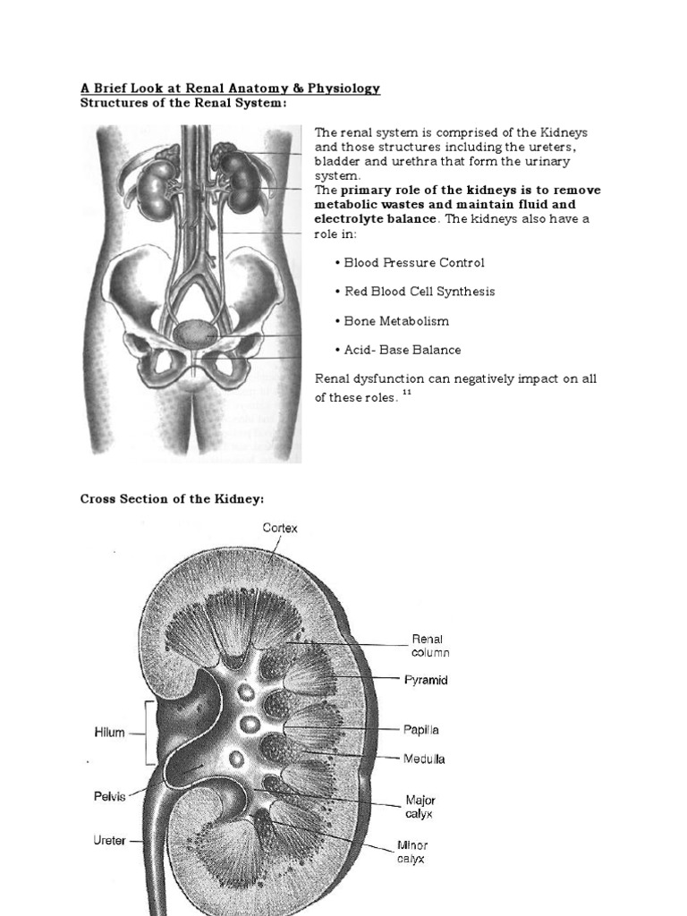 A Brief Look at Renal Anatomy | PDF | Kidney | Anatomy
