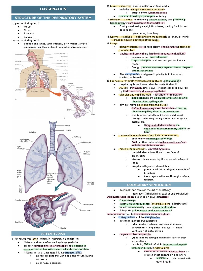 Oxygenation Structure of The Respiratory System: Pulmonary Ventilation | PDF | Respiratory Tract ...