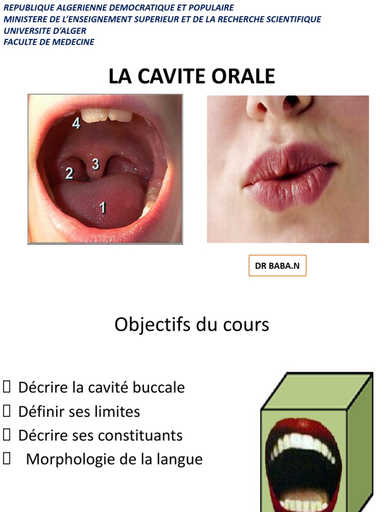 Anatomie de la cavité buccale | PDF | Langue | Bouche