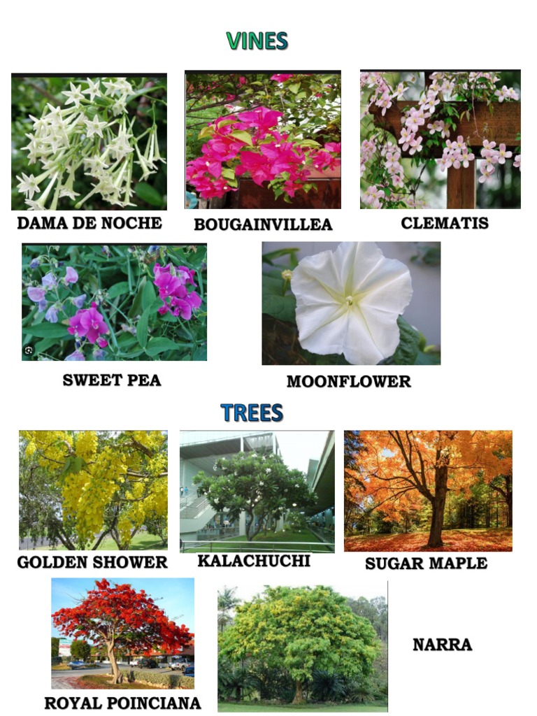 Halamang Ornamental | PDF