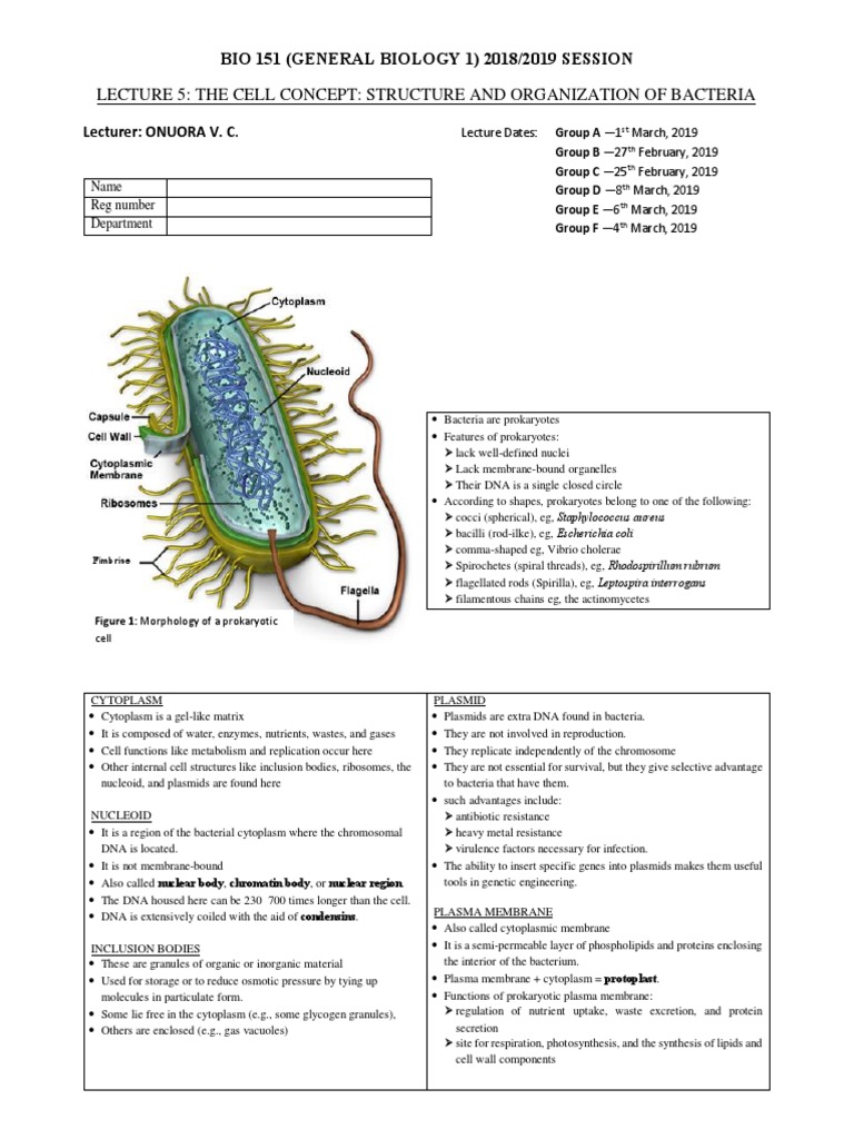 BIO 151 2018-2019 Student Lecture Guide - Lecture 5 - Structure and Organization of Bacteria ...