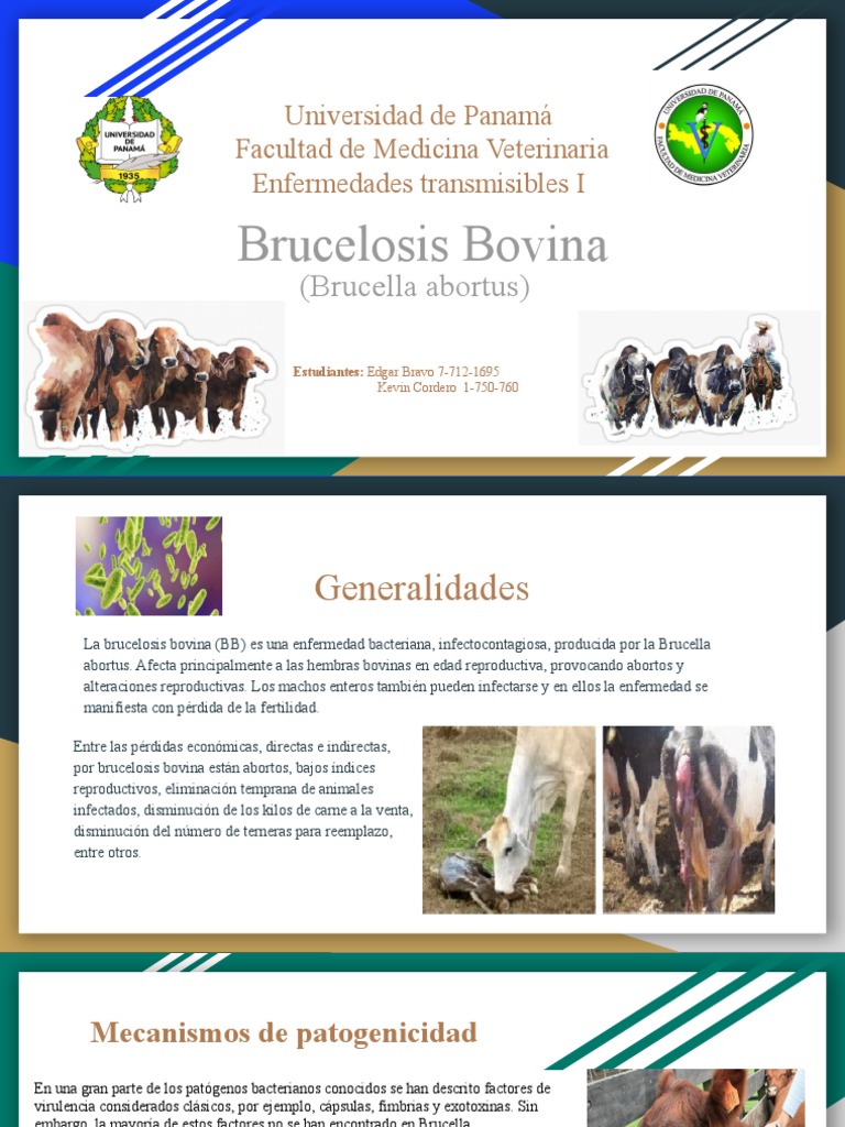Brucelosis Bovina: Impacto y Mecanismos | PDF | Sistema inmune ...