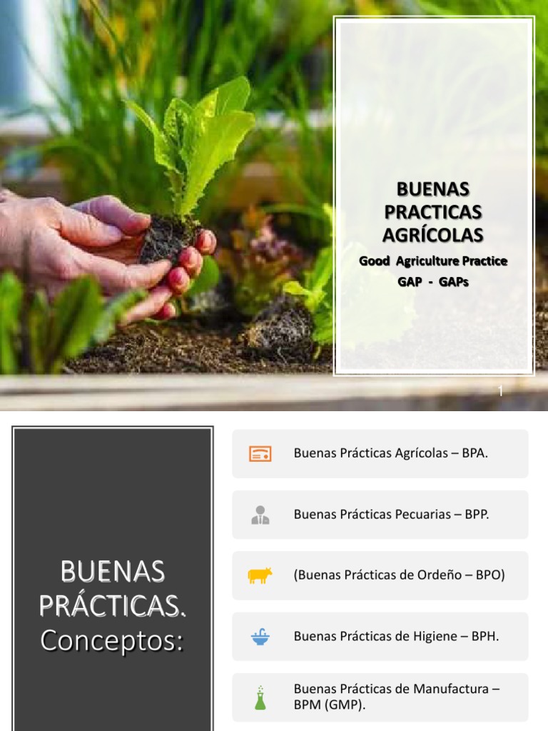 Clase 5. Buenas Practicas Agricolas (Bpa) | PDF | Agricultura | Cosecha