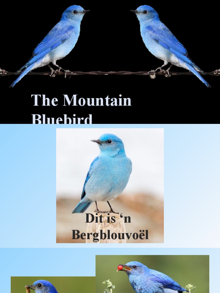 Mountain Bluebird | PDF
