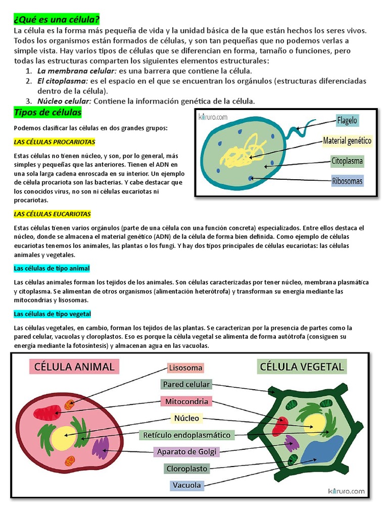Células Eucarioticas y Procarioticas | PDF | Biología Celular) | Plantas