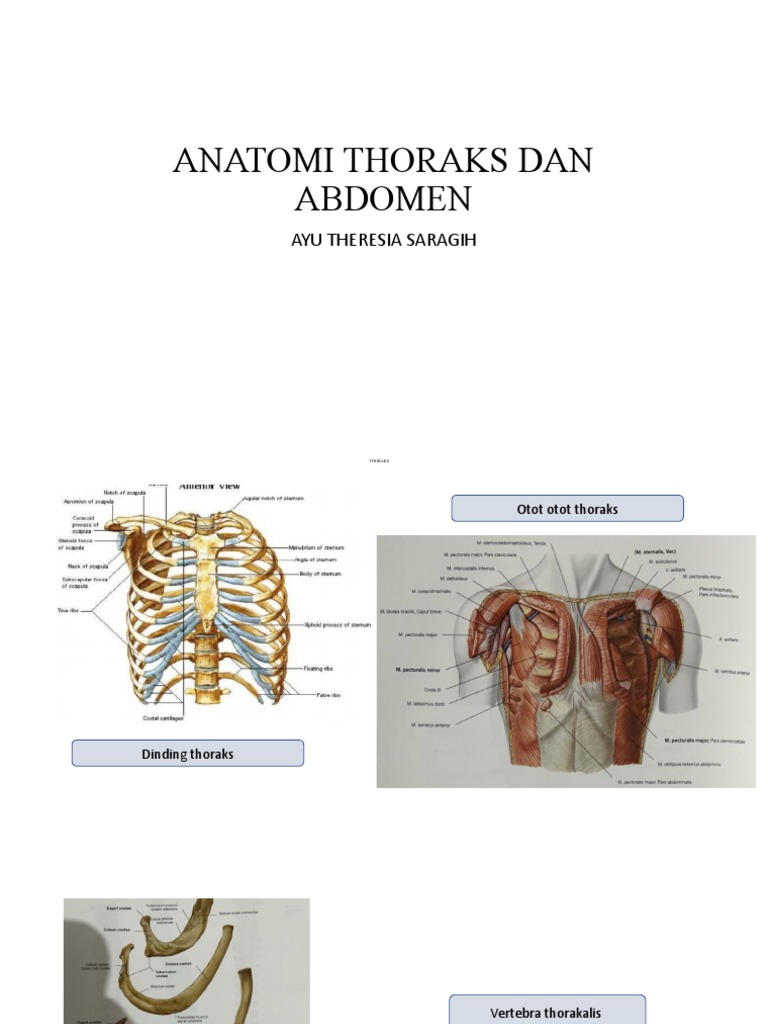 Anatomi Thoraks Dan Abdomen | PDF