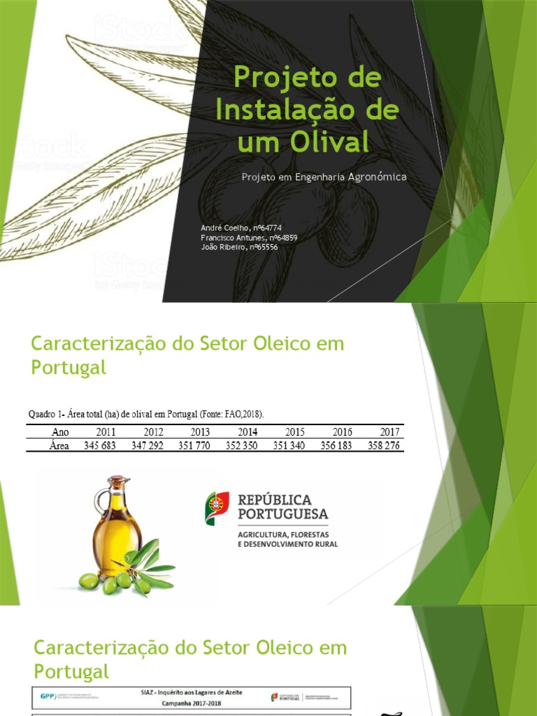 Custo da Instalação de Olival em Portugal | PDF | Azeitona | Agricultura