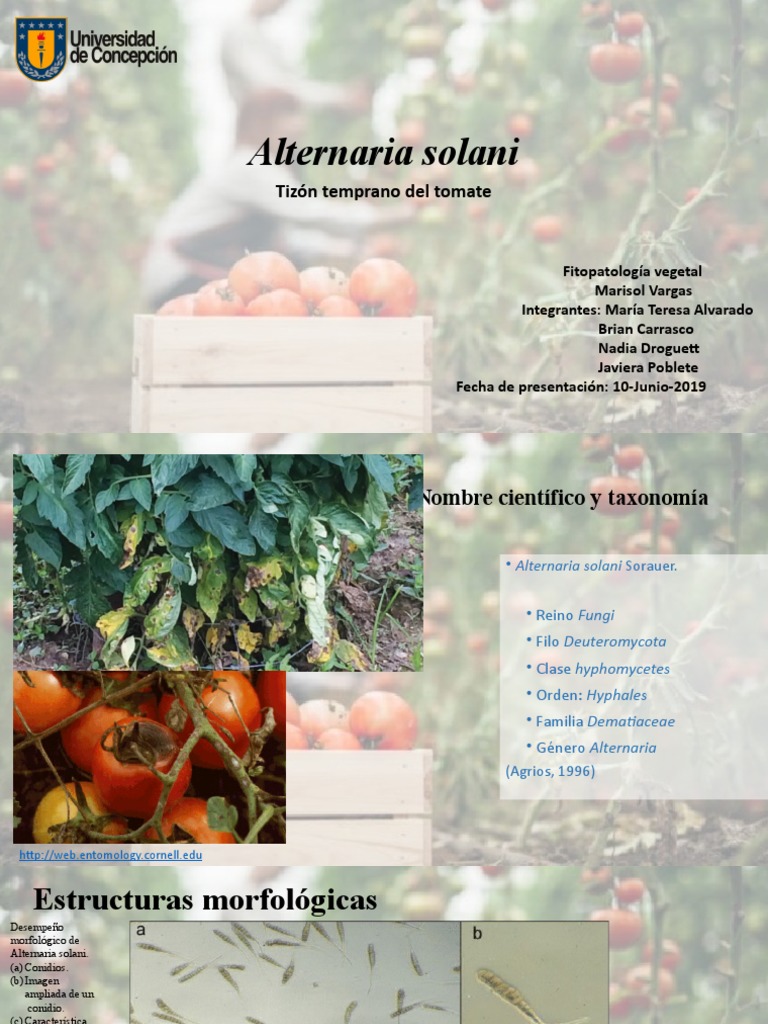 Tizón temprano del tomate: Alternaria solani | PDF | Hongo | Organismos