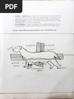 Osteology of The Goat | PDF | Vertebra | Vertebral Column