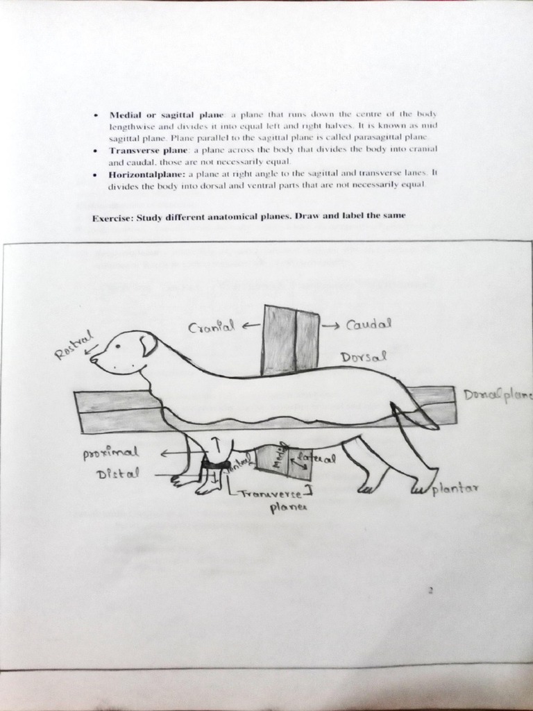 Anatomy Record 1' | PDF