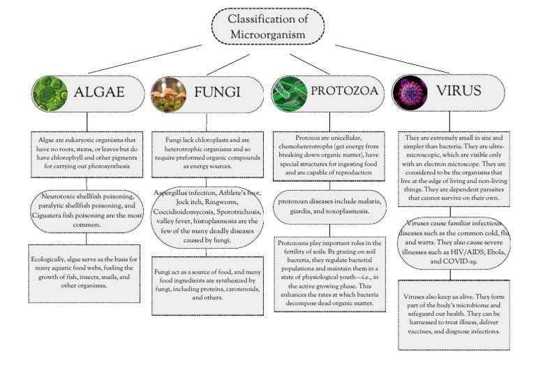 Classification of Microorganism | PDF | Protozoa | Fungus