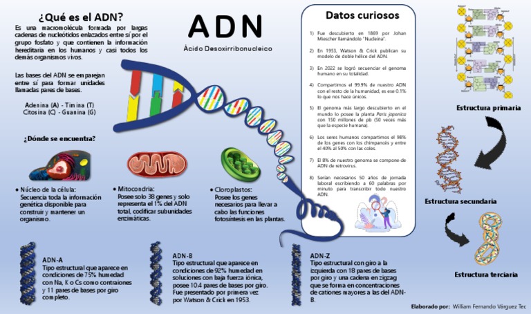 Monografia - ADN | Descargar gratis PDF | Adn | Nucleótidos