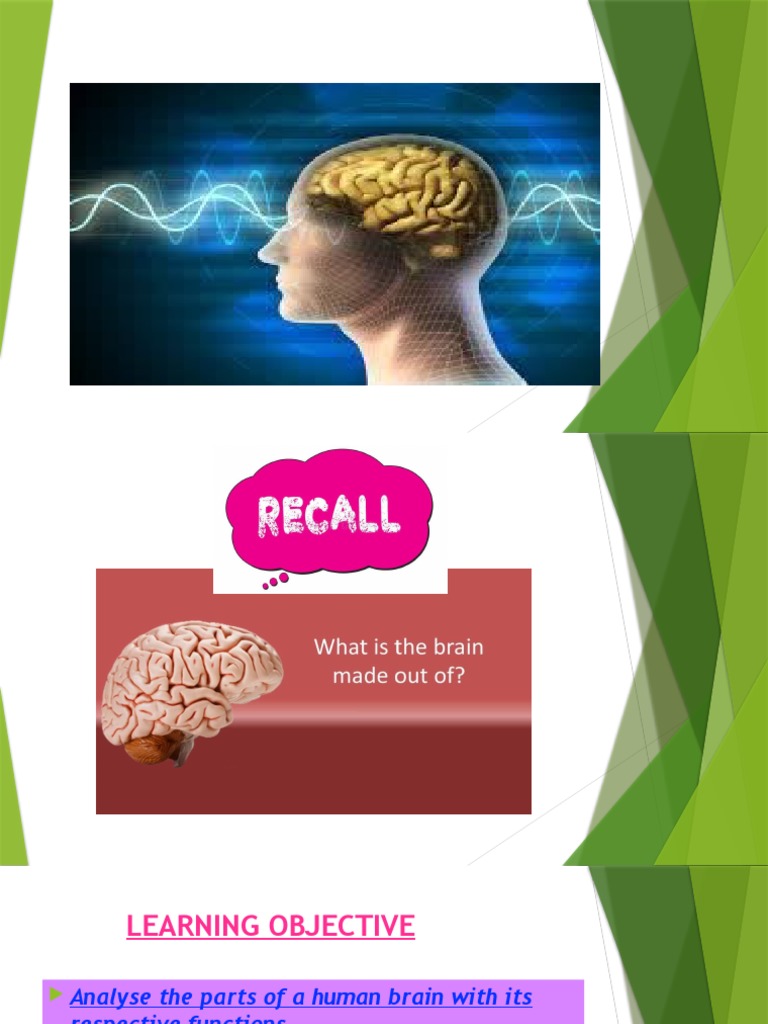 Human Brain Parts and Functions Guide | PDF