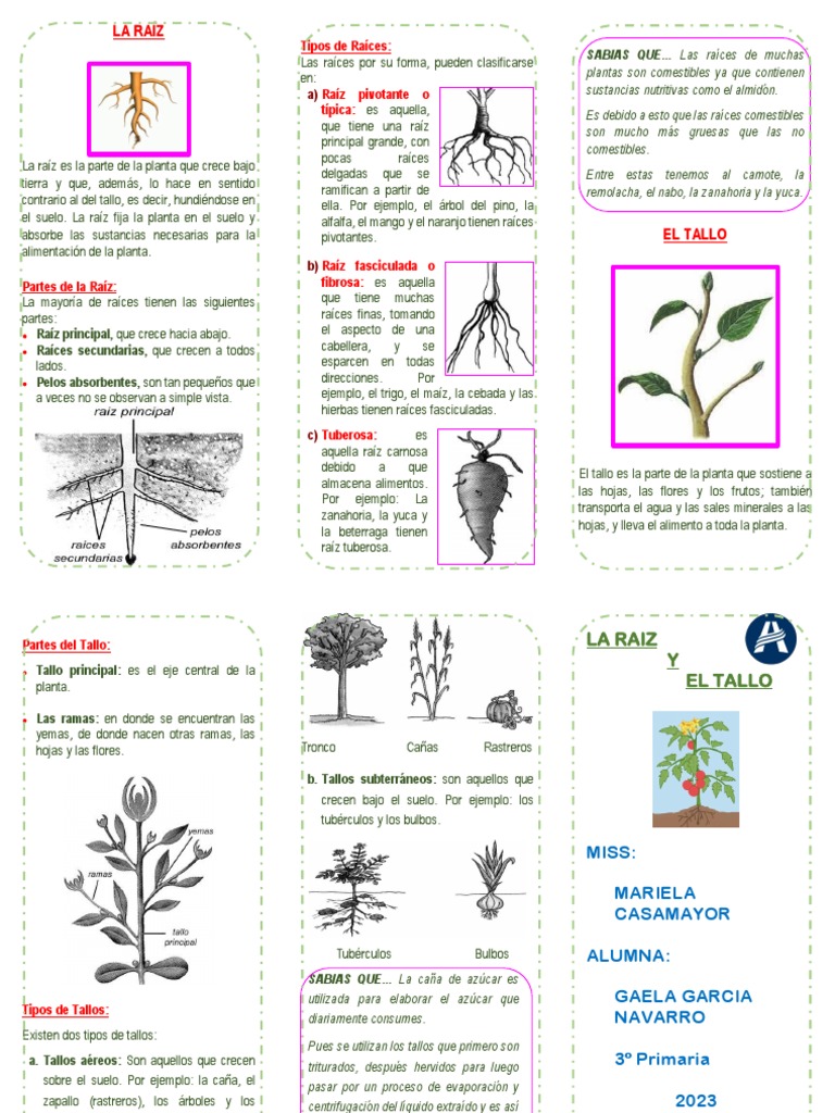 Tipos y Partes de Raíces y Tallos | PDF | Raíz | Tallo de la planta