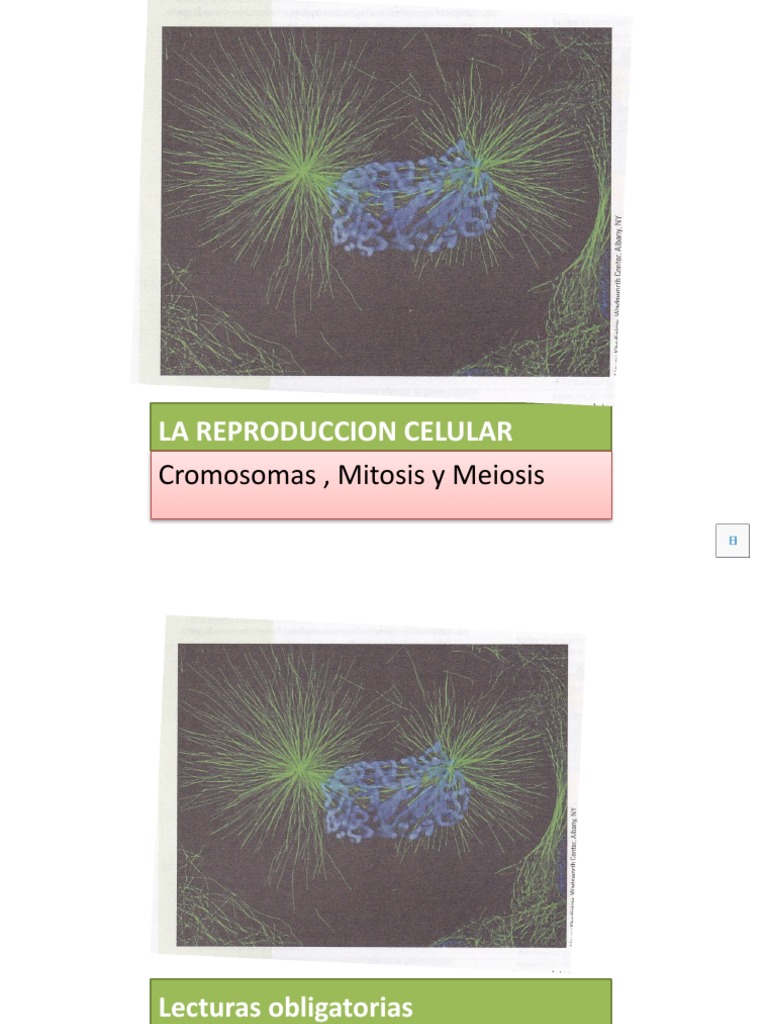 1-Reproducción Celular, Mitosis y Meiosis | PDF