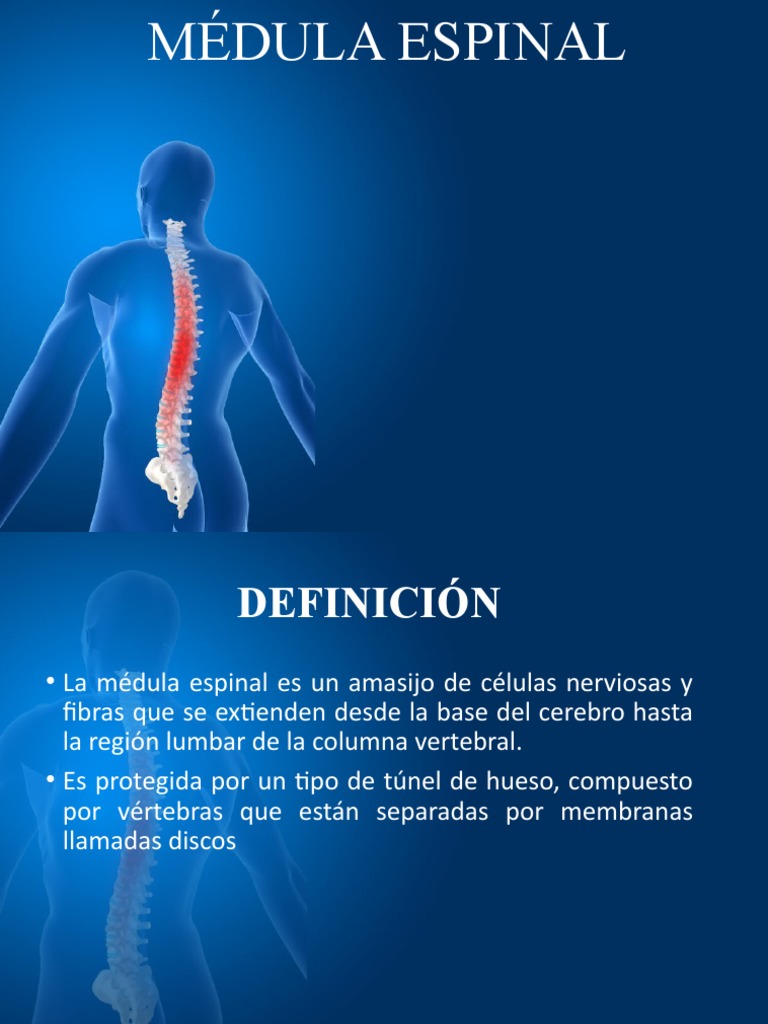 La Medula Espinal | PDF La Medula Espinal | PDF