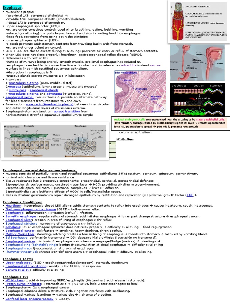 Esofago | PDF