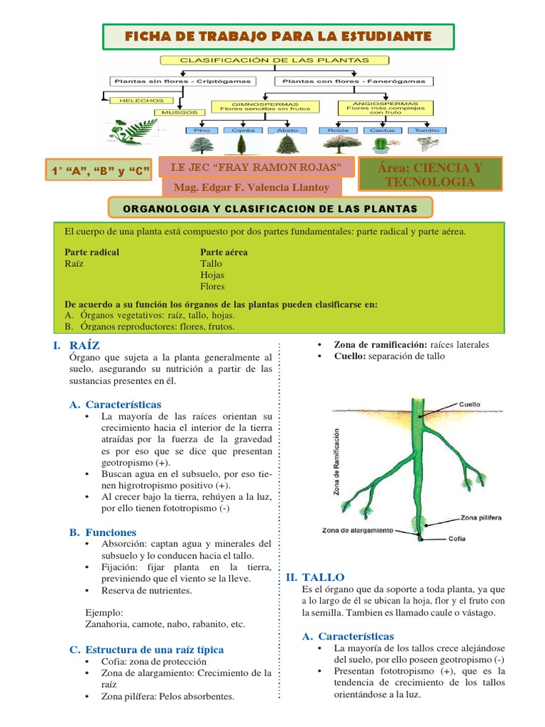 FICHA-Partes-de-las-Plantas - PRIMERO | PDF | Tallo de la planta | Plantas