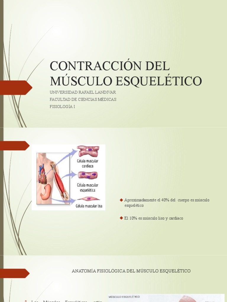 Contracción Del Músculo Esquelético Url Pdf Músculo Contracción