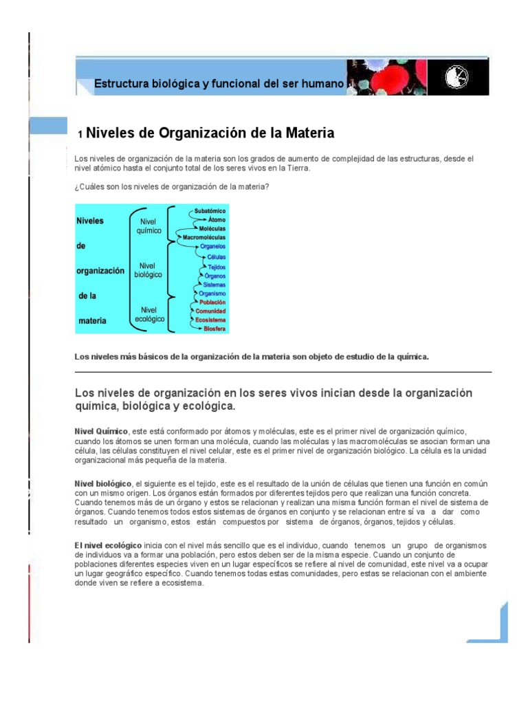 Estructura Biologica y Funcional Del Ser Humano | PDF | Epitelio | Músculo
