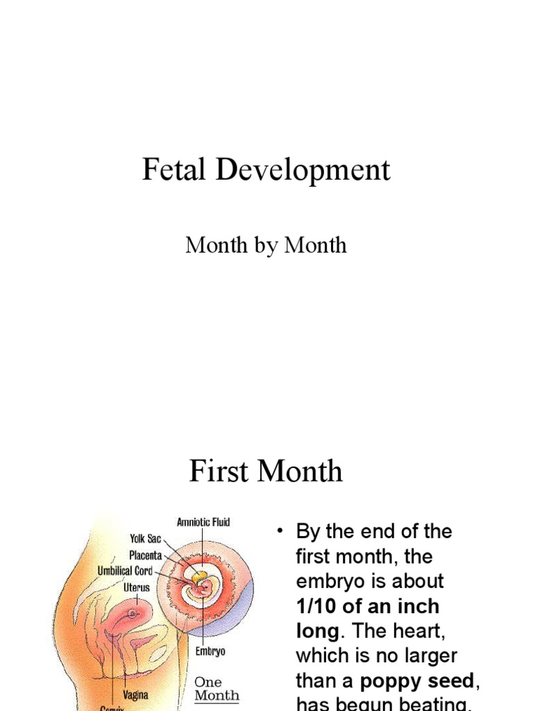 Monthwise Fetal Development Dr. SDW | PDF | Self-Improvement | Wellness