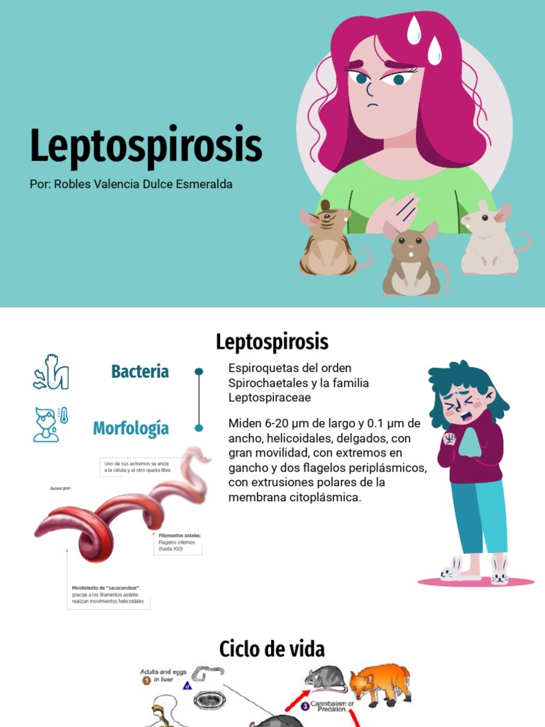Leptospirosis | PDF | Especialidades Medicas | Medicina CLINICA