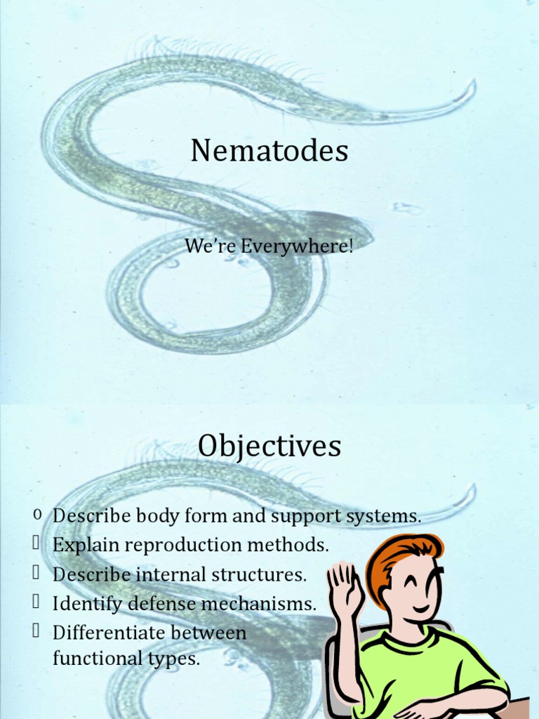 Phylum Nematoda 1 | PDF | Nematode | Gastrointestinal Tract