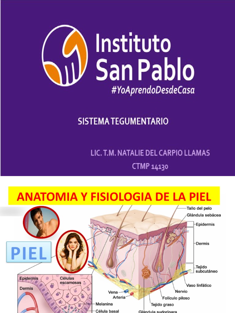 Tema 3 - Sistema Tegumentario | PDF | Piel | Anatomía