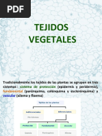 Tejido Conductor Vegetal | PDF | Fisiología de las plantas | Botánica