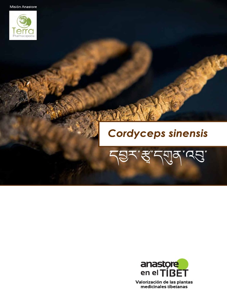 Dossier Cordyceps ES | PDF | Antioxidante | Tíbet