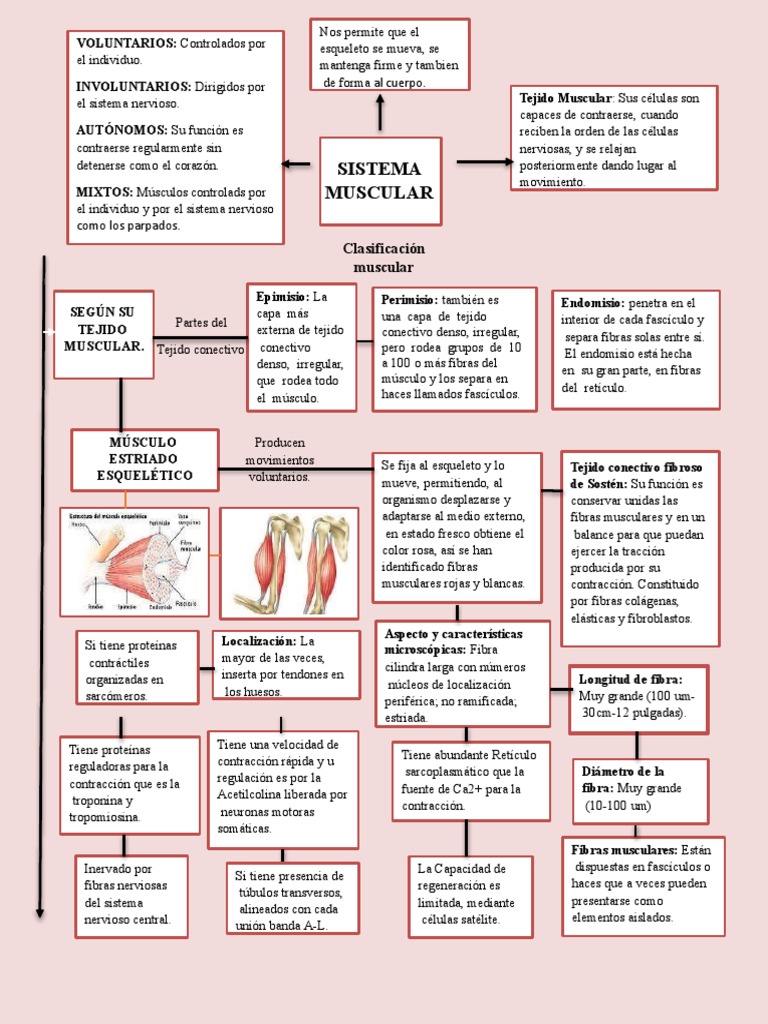 Mapa Conceptual Del Sistema Muscular | PDF