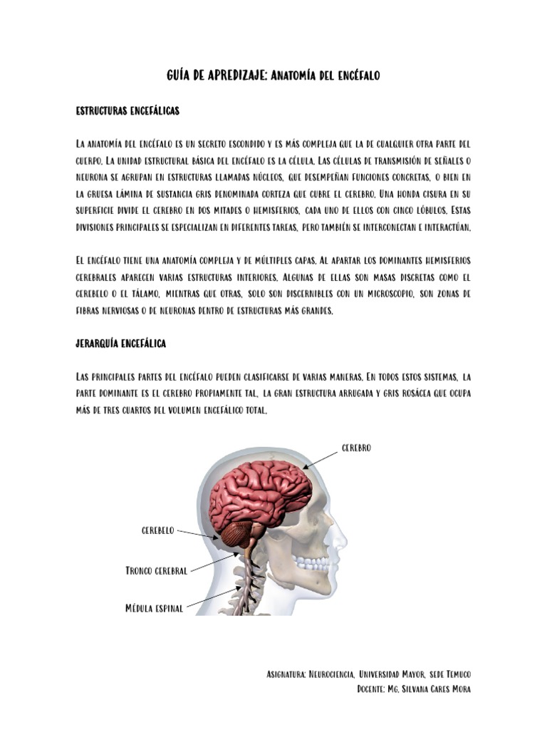Guía de Aprendizaje UNIDAD III y IV | PDF | Sinapsis | Cerebro Guía de Aprendizaje UNIDAD III y IV | PDF | Sinapsis | Cerebro