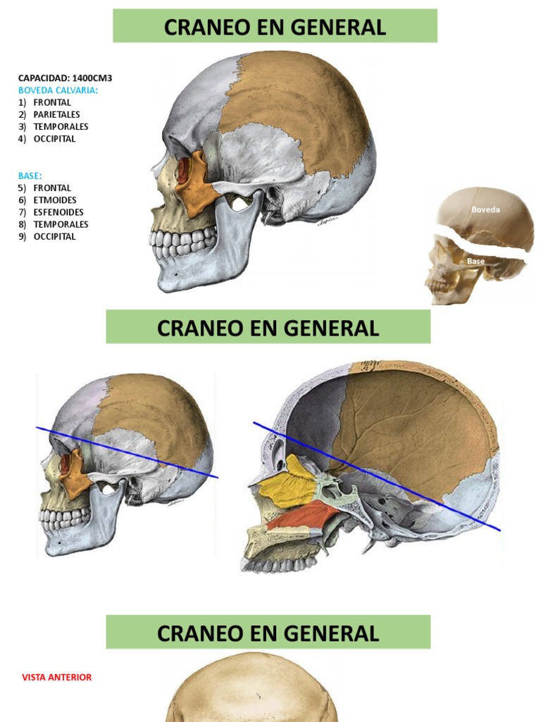 Craneo en General | PDF | Cráneo | Anatomía