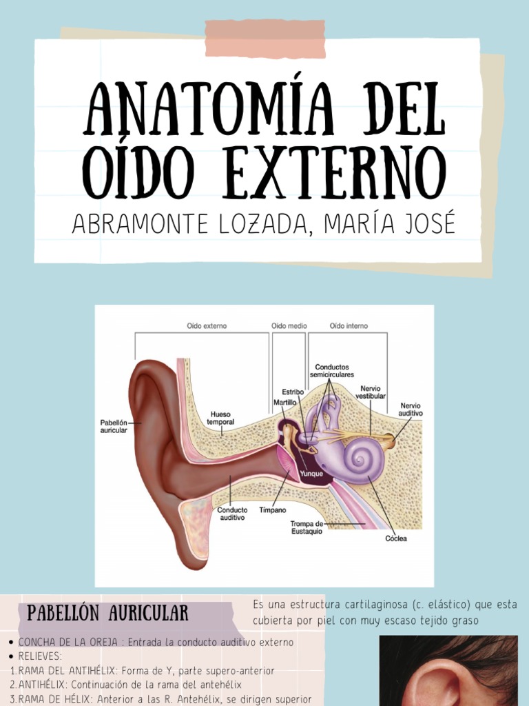 Anatomía Del Oído Externo | PDF