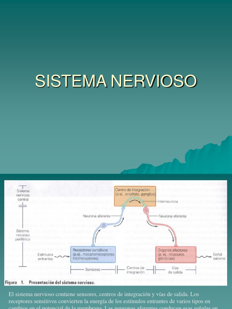 Sist. Nerv. Ba Eapcb 2022 2 | PDF | Sistema nervioso | Cerebro