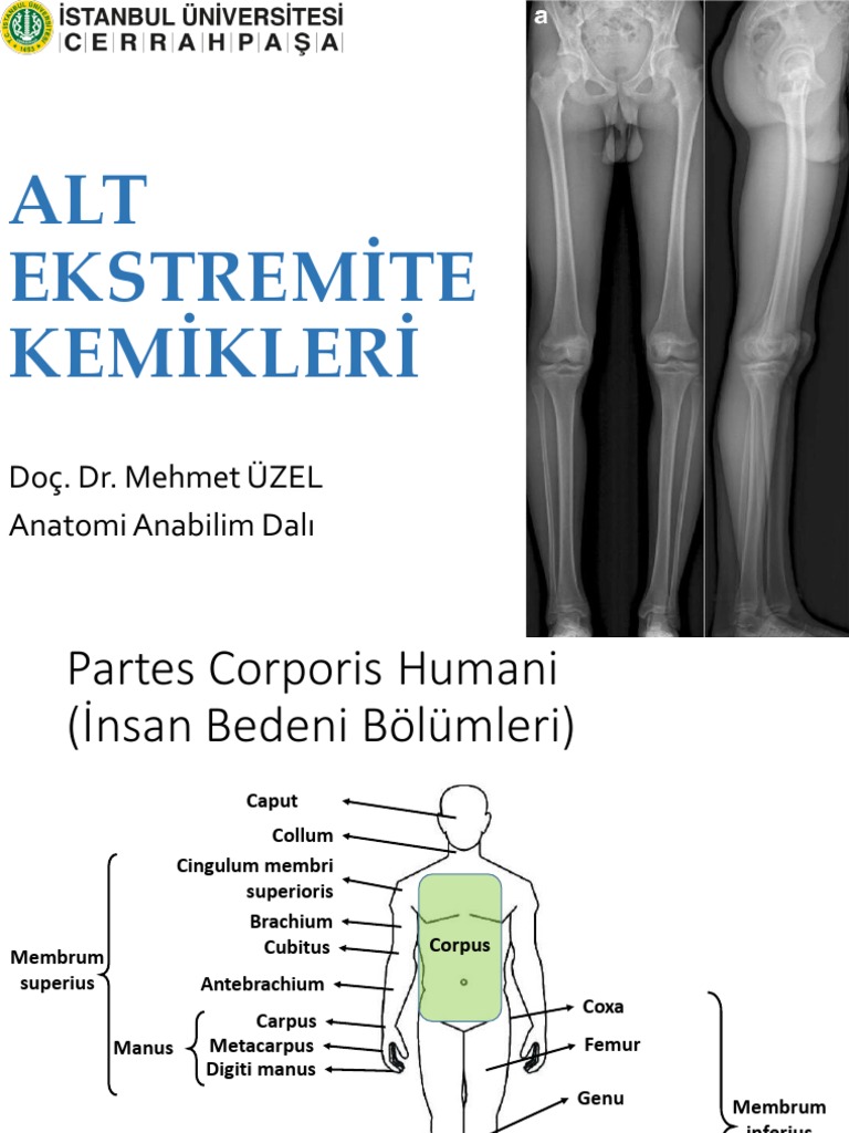 Anatomi 6-7. Ders (Alt Ekstremite Kemikleri) (Mehmet Üzel) | PDF