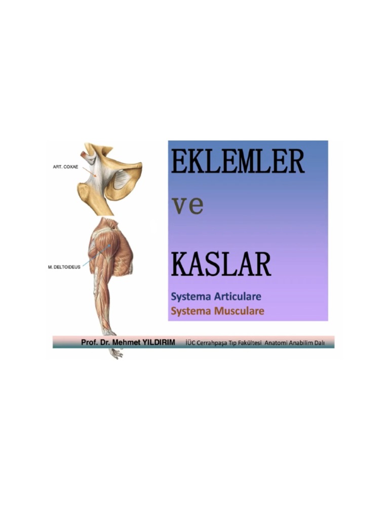 Anatomi 3. Ders (Lokomotor Sistem Genel Bilgiler - Eklemler Ve Kaslar) (Mehmet Yıldırım) | PDF