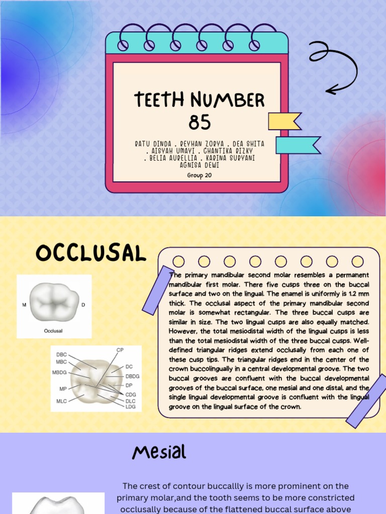 Teeth Number 85 | PDF | Dental Anatomy | Tooth