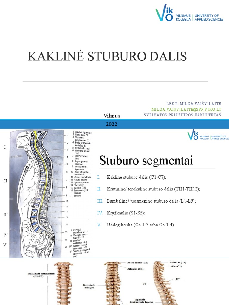 III Kaklinė Stuburo Dalis | PDF