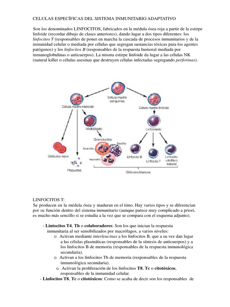 5-BIO-Bl. v-Linfocitos y Proceso Inmunitario | PDF | Linfocitos | Sistema inmune