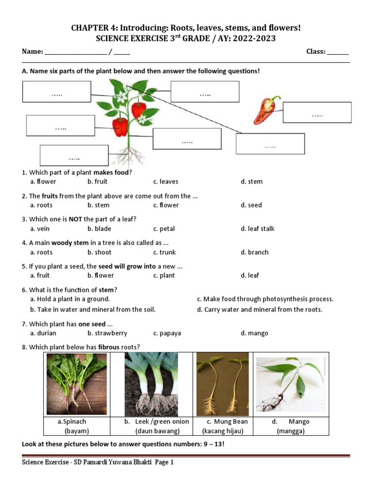 SC - Plants Exercise | Download Free PDF | Leaf | Plants