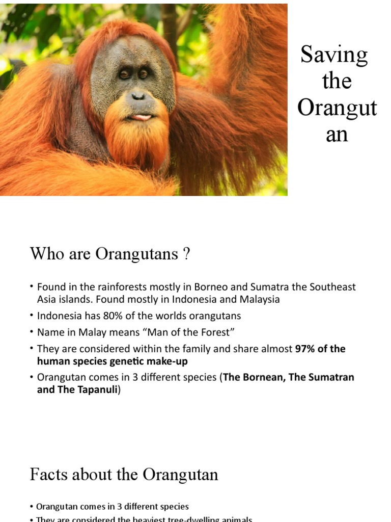 Orangutan | PDF | Orangutan | Organisms