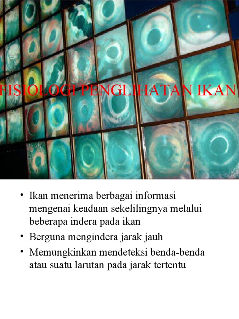 Indra Penglihatan Ikan | PDF