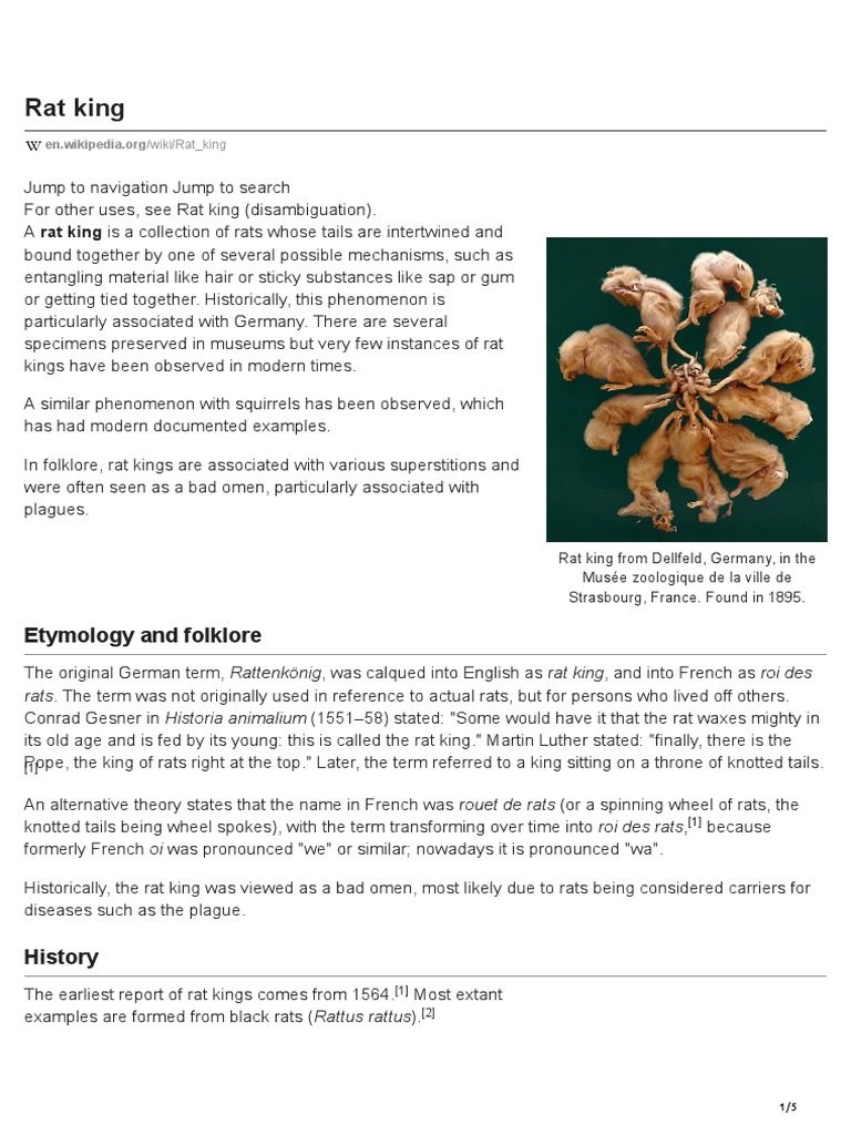 Rat King Entry From Wiki | PDF | Rodent | Rat